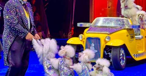Step Right Up to “Hometown Playground” as Big Apple Circus Returns to ...